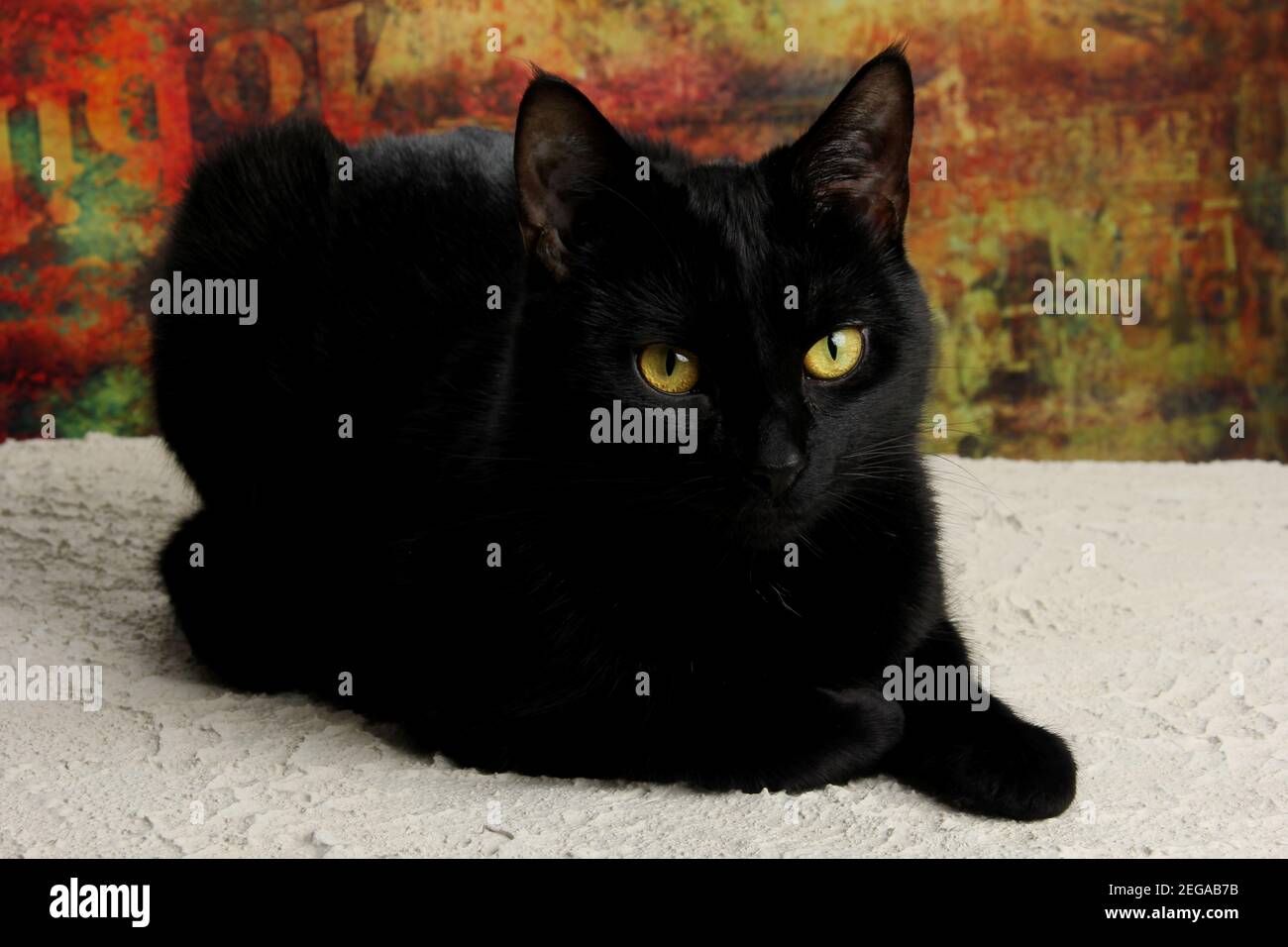 Close-up of a black cat with yellow eyes. Cat studio picture Stock ...
