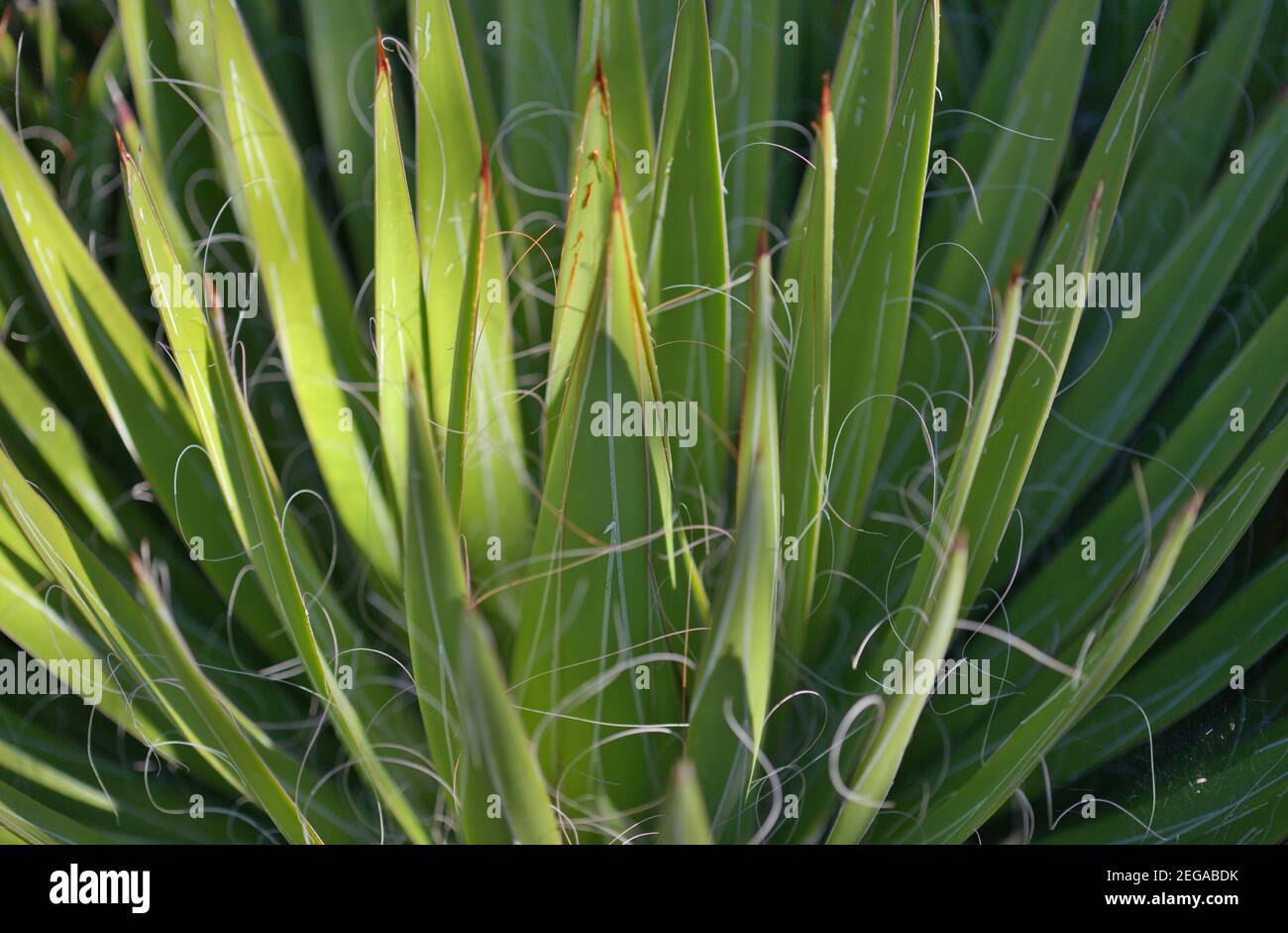 Agave filifera hi-res stock photography and images - Alamy