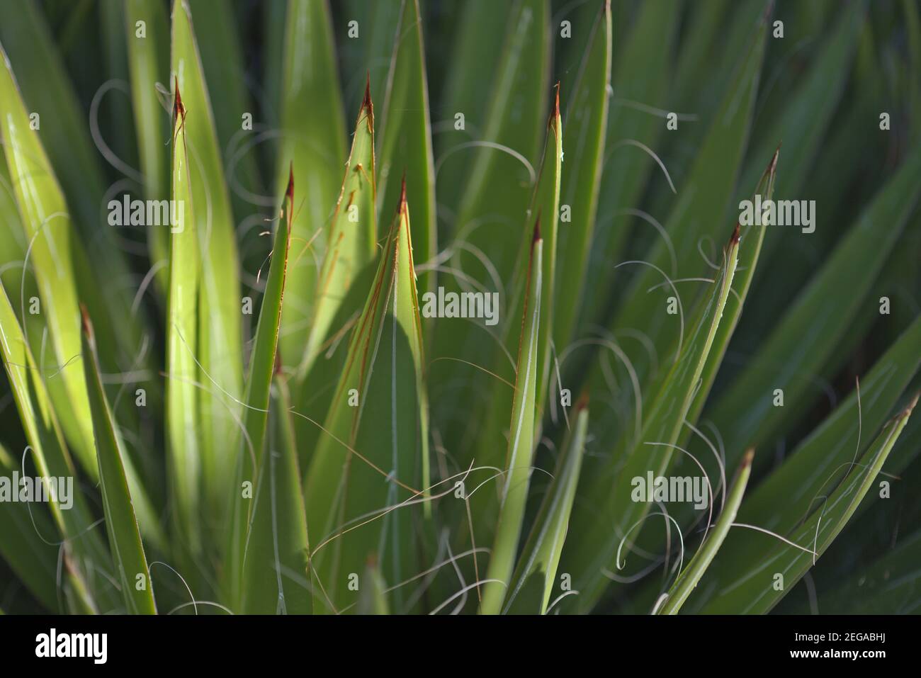 Agave filifera hi-res stock photography and images - Alamy
