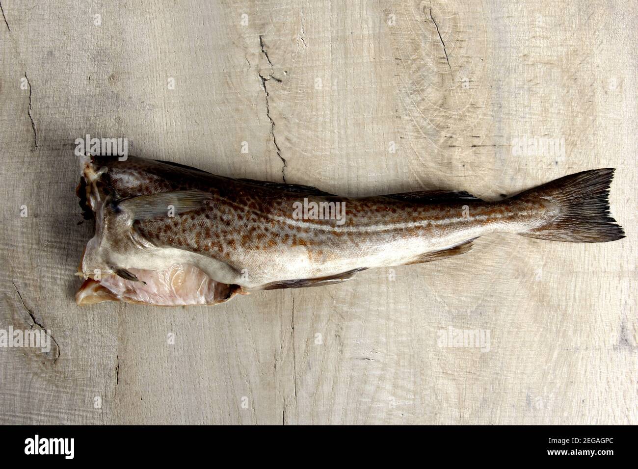 Fresh whole cod without a head on a gray wooden board background Stock ...
