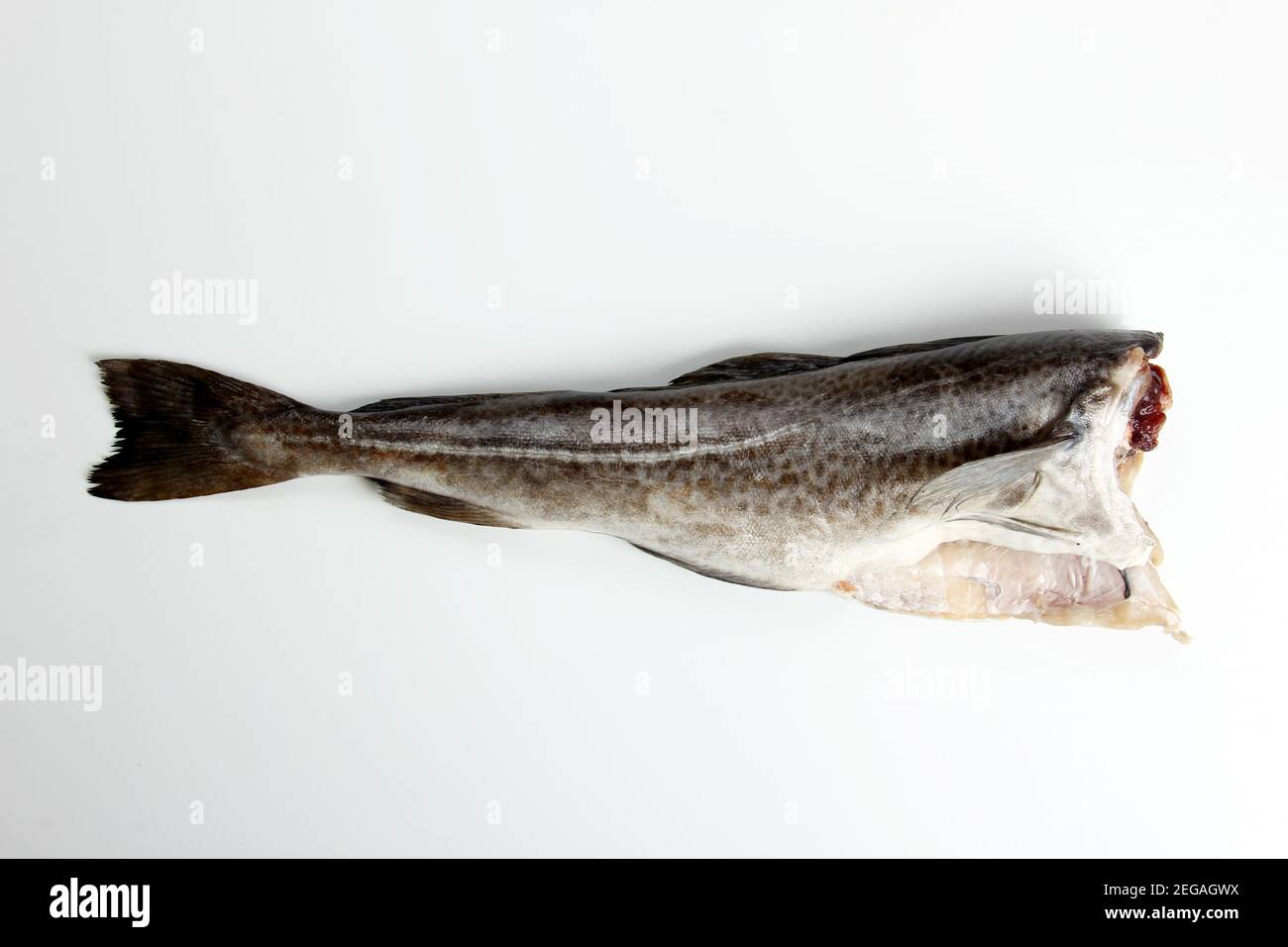 Fresh whole cod without a head on a gray wooden board background Stock ...