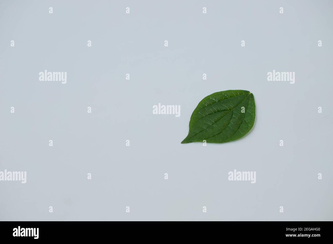 one beautiful little green leaf from a tree on a white background Stock ...