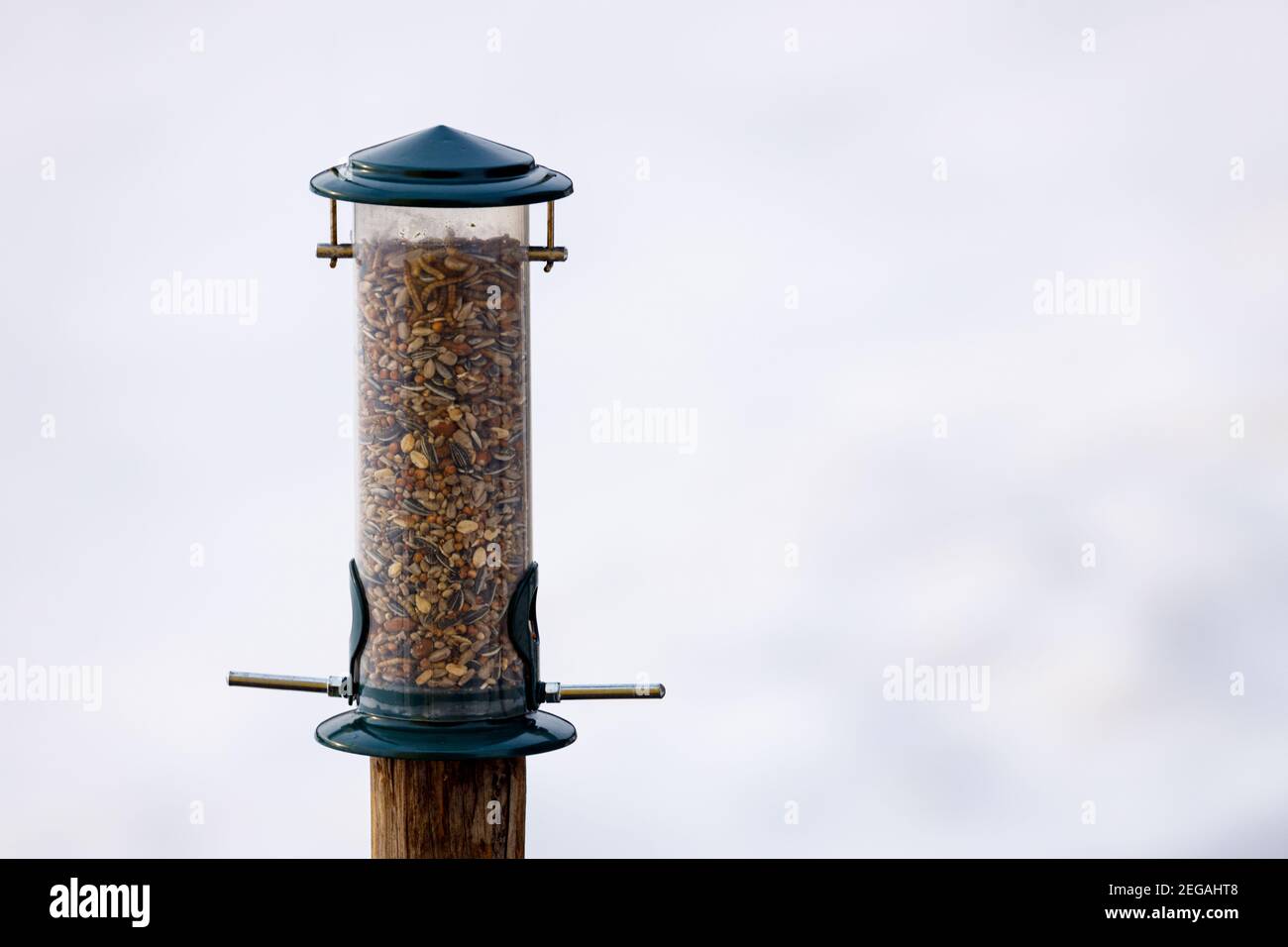 Winter feeding for birds with seeds and insects Stock Photo - Alamy