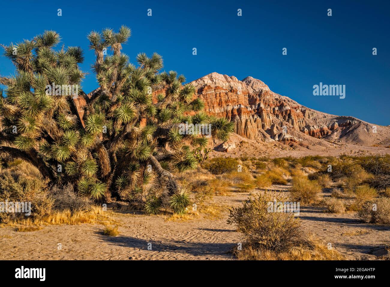 Joshua tree, rock formations at Red Rock Canyon State Park, Mojave ...