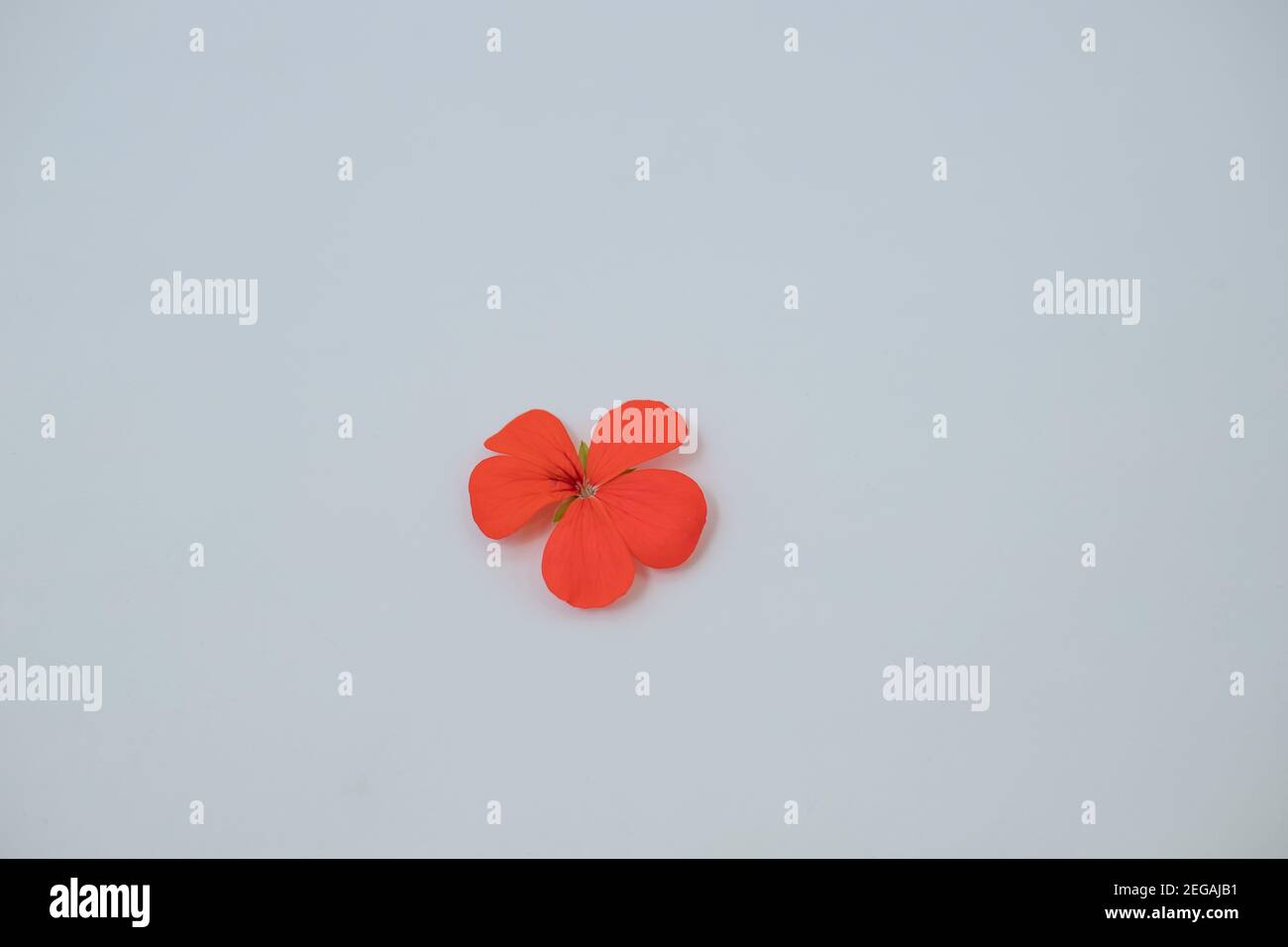 one small red flower with five petals on a white background Stock Photo ...