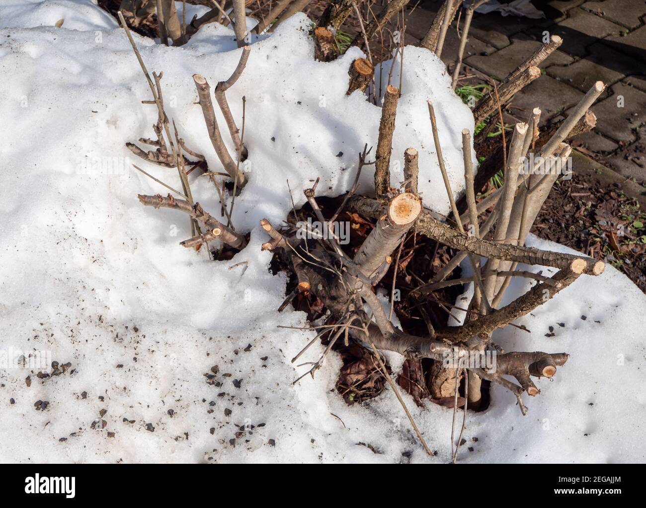 Tree pruning on a shrub in spring Stock Photo - Alamy