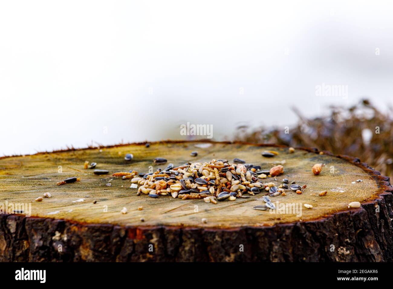 Winter feeding for birds with seeds and insects Stock Photo - Alamy