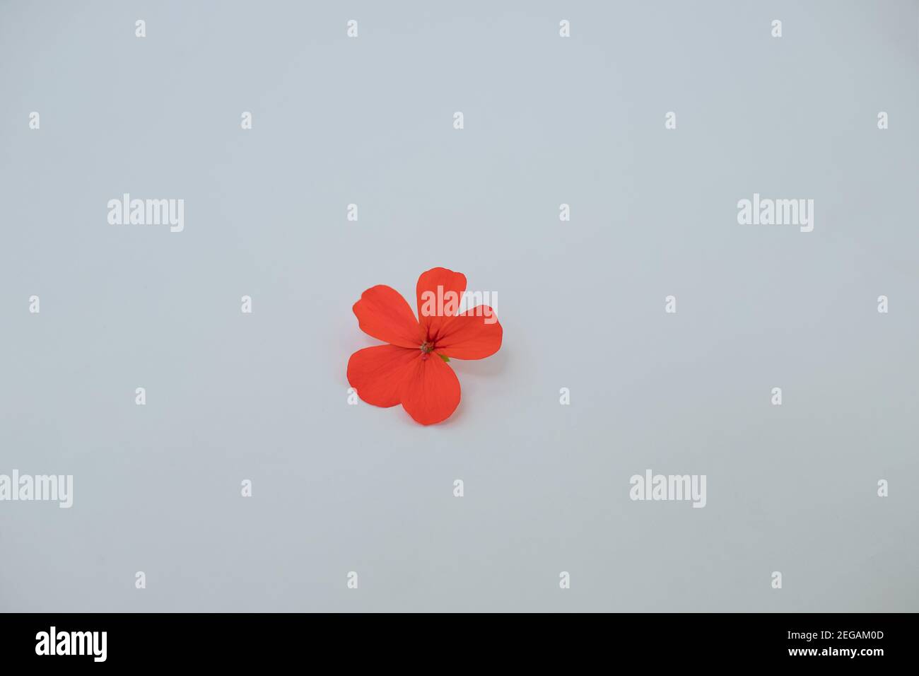 one small red flower with five petals on a white background Stock Photo ...