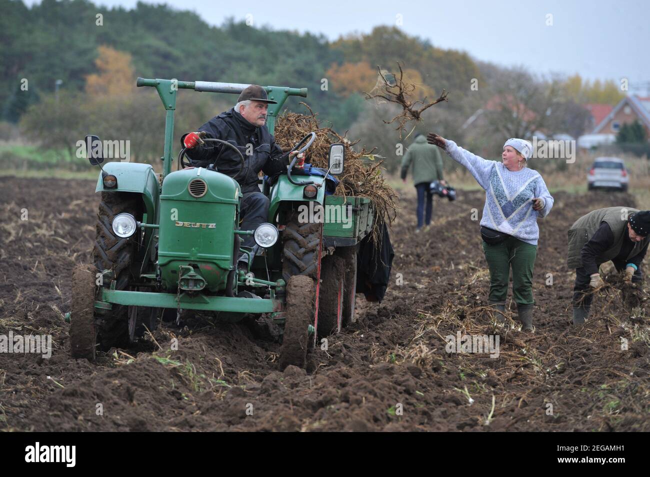 13 November 2019, Brandenburg, Klein Klessow: The vegetable farm Dirk ...