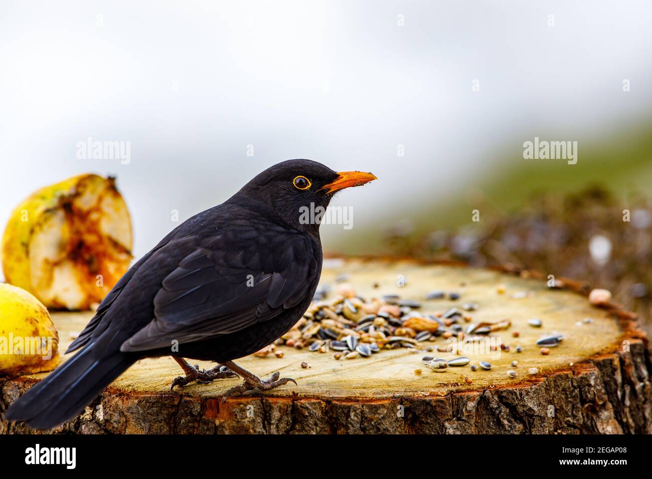 A portrait of a wild blackbird Stock Photo - Alamy