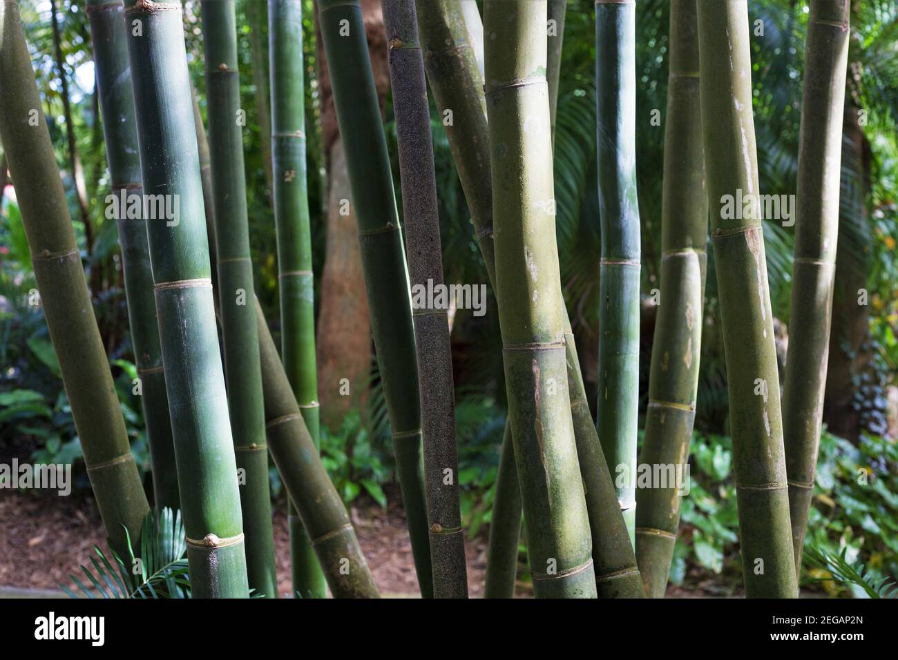 Bambusa oldhami hi-res stock photography and images - Alamy