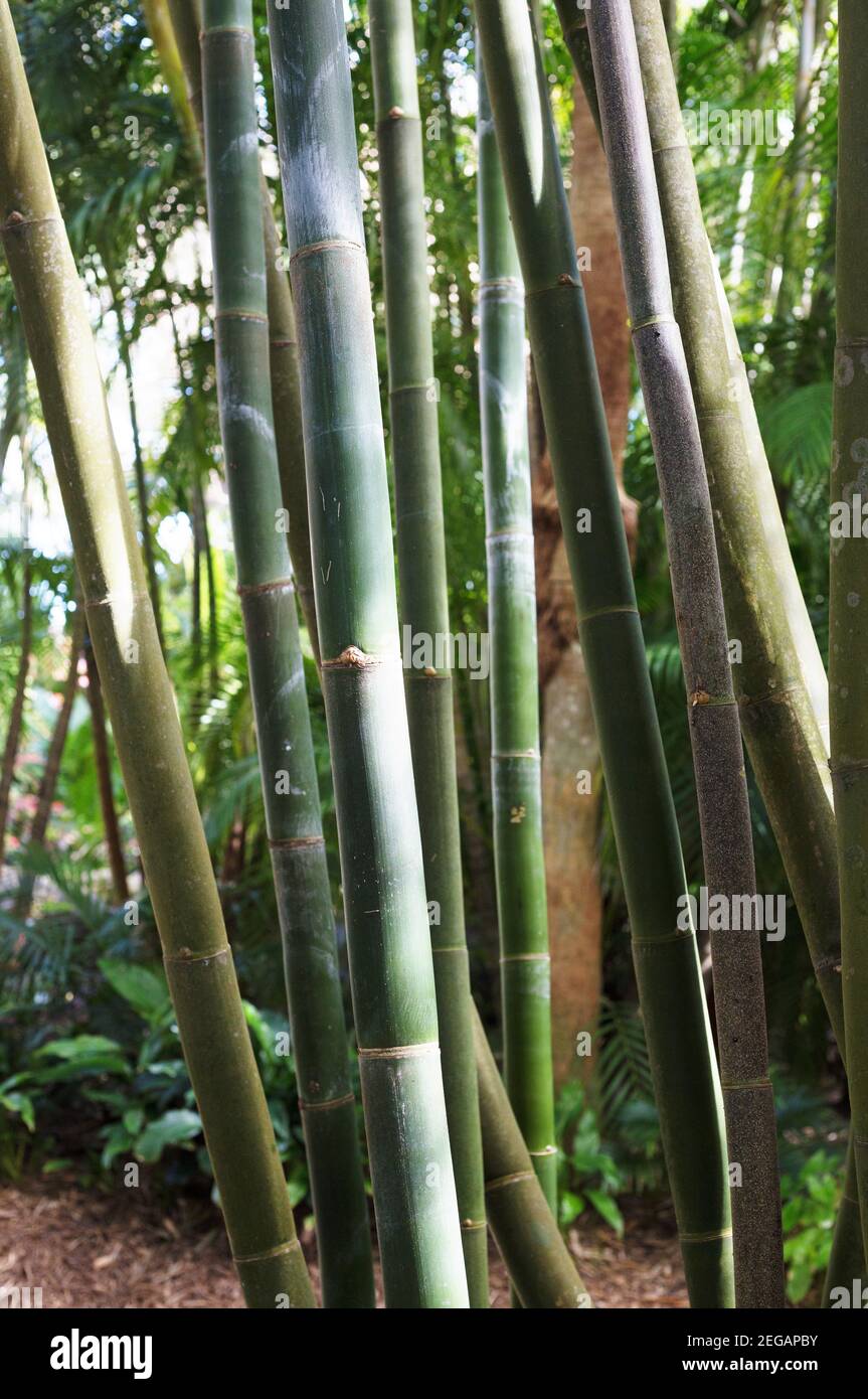 Bamboo Landscaping Timbers