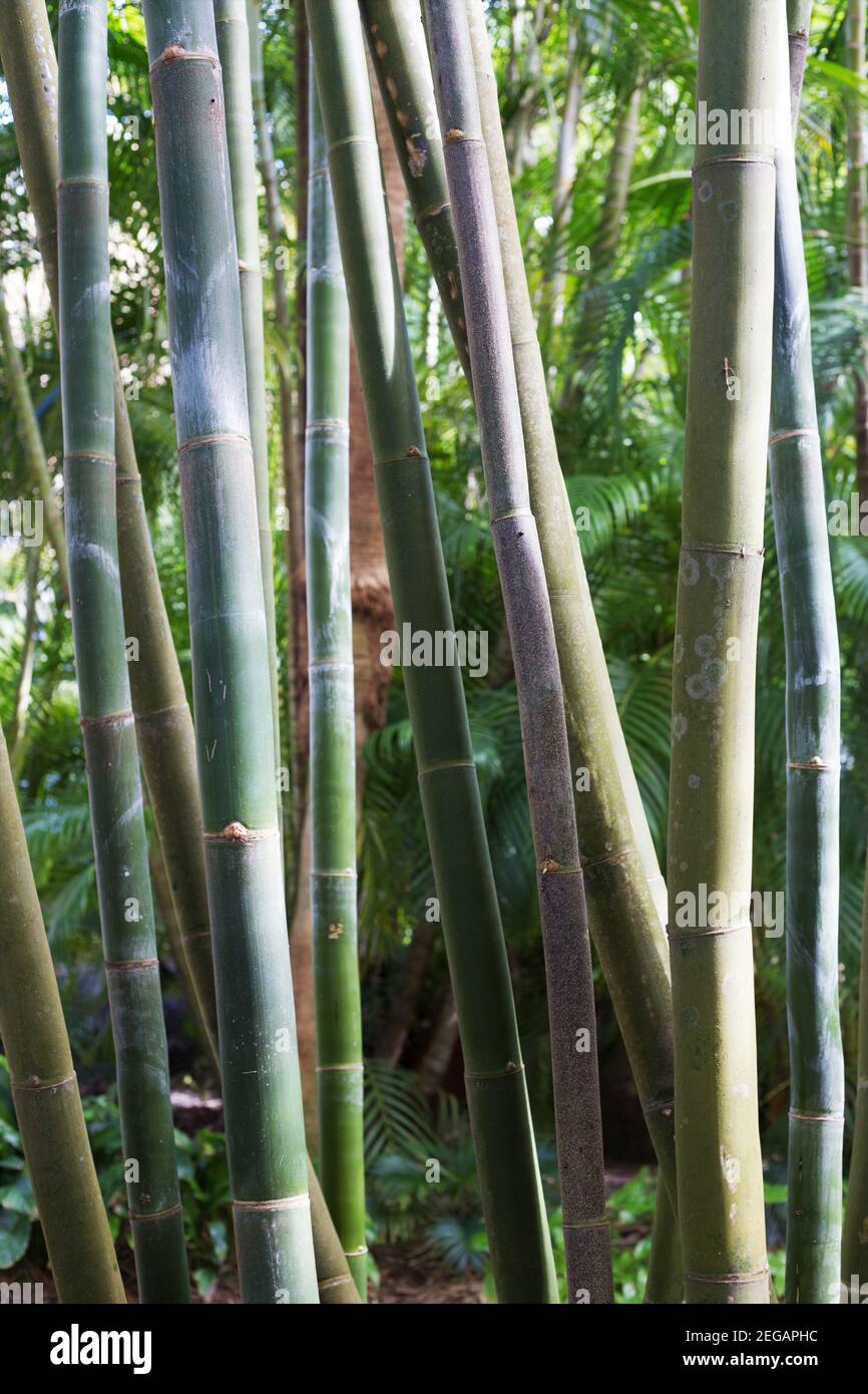 Oldham's bamboo hi-res stock photography and images - Alamy