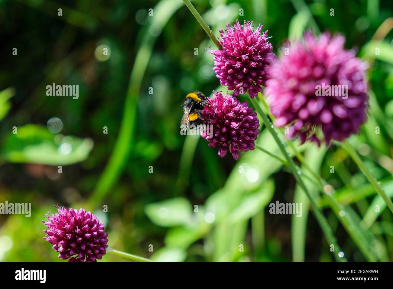 Forage plant for bees hi-res stock photography and images - Alamy