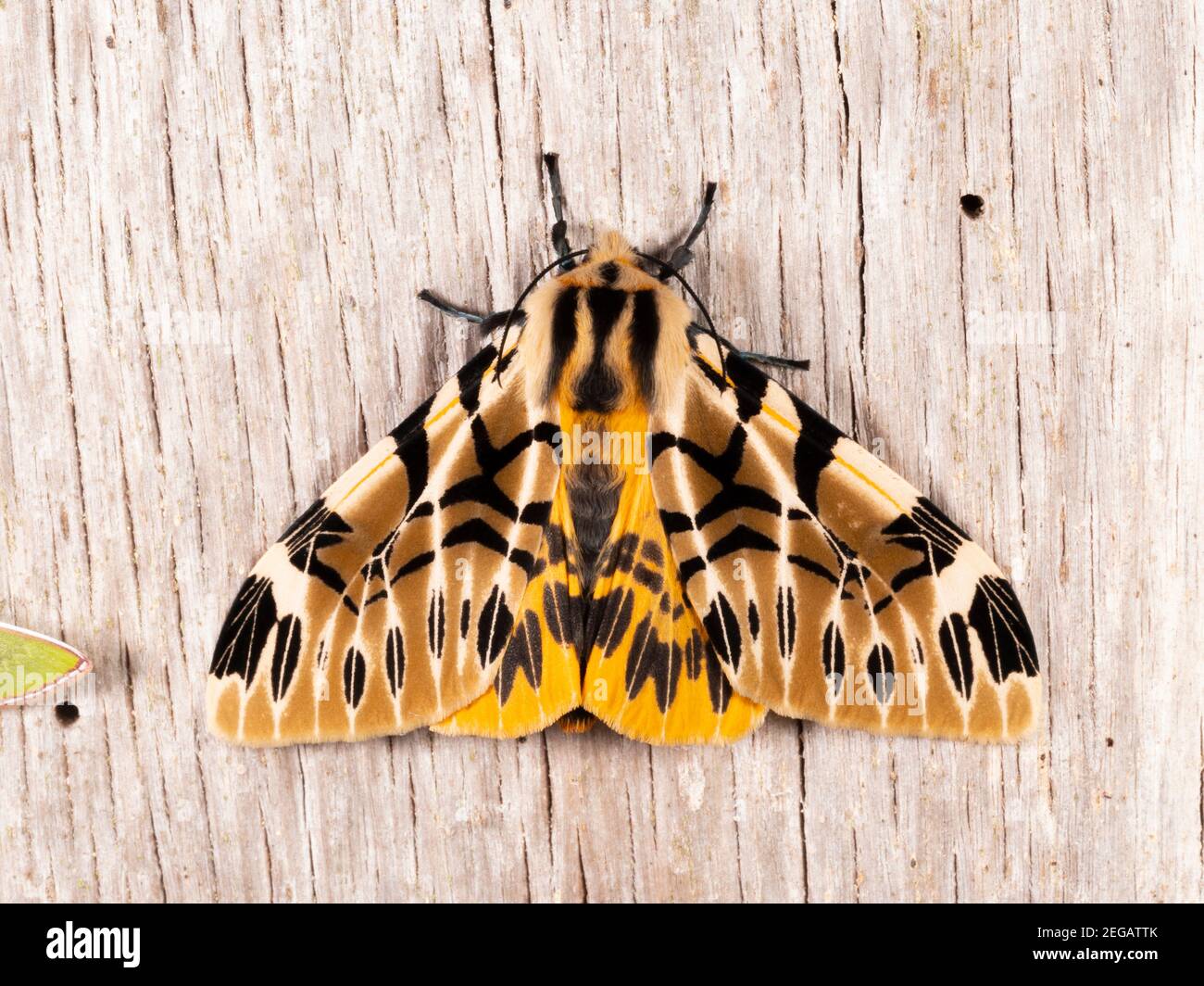 Tropical moth in montane rainforest near Cosanga on the Amazonian ...
