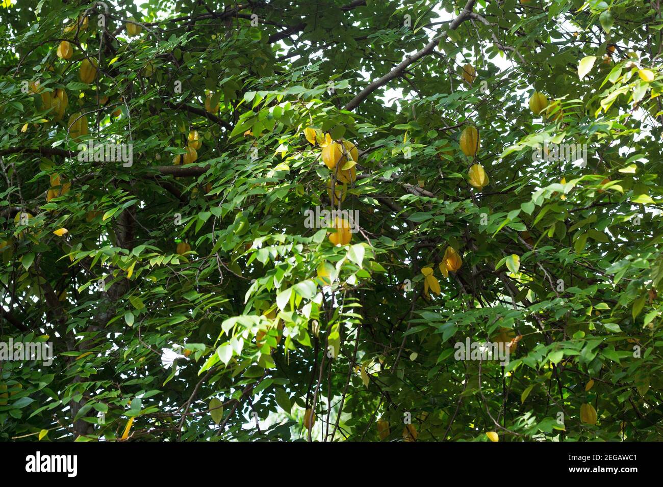 Star fruit at tree hi-res stock photography and images - Alamy