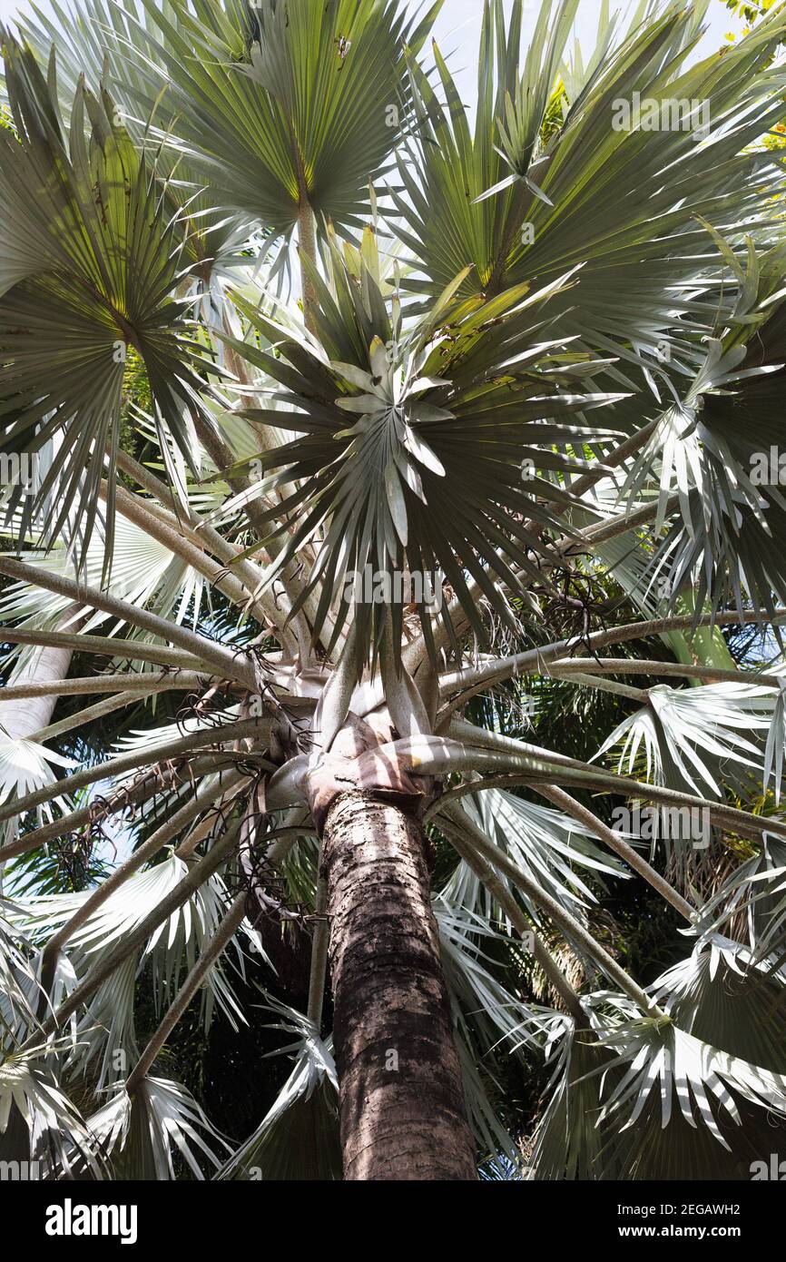 Bismarckia nobilis - bismarck palm tree Stock Photo - Alamy