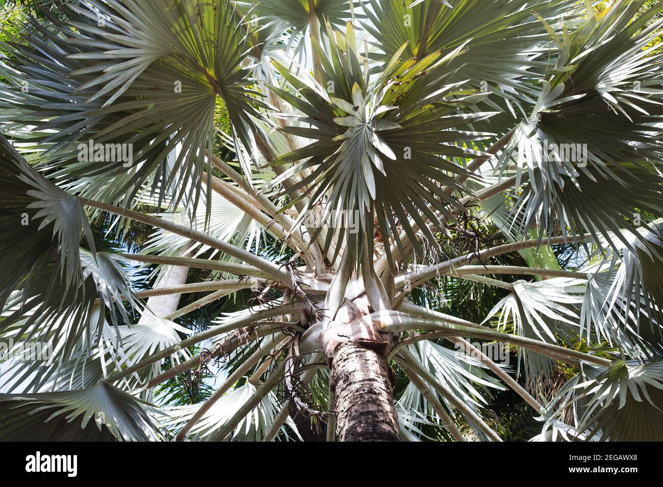 Bismarck palm tree hi-res stock photography and images - Alamy