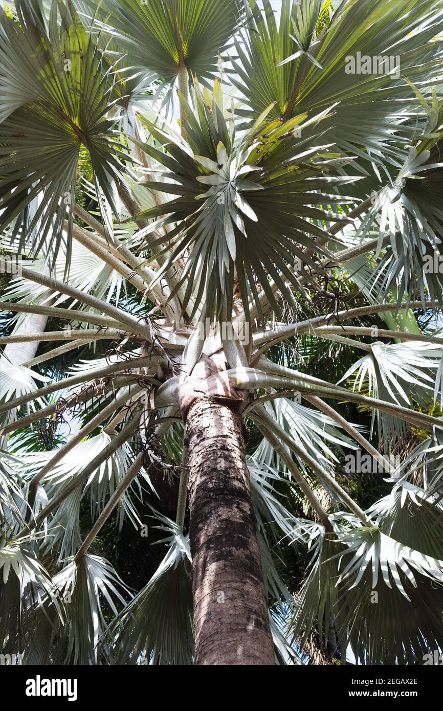 Bismarck palm tree hi-res stock photography and images - Alamy