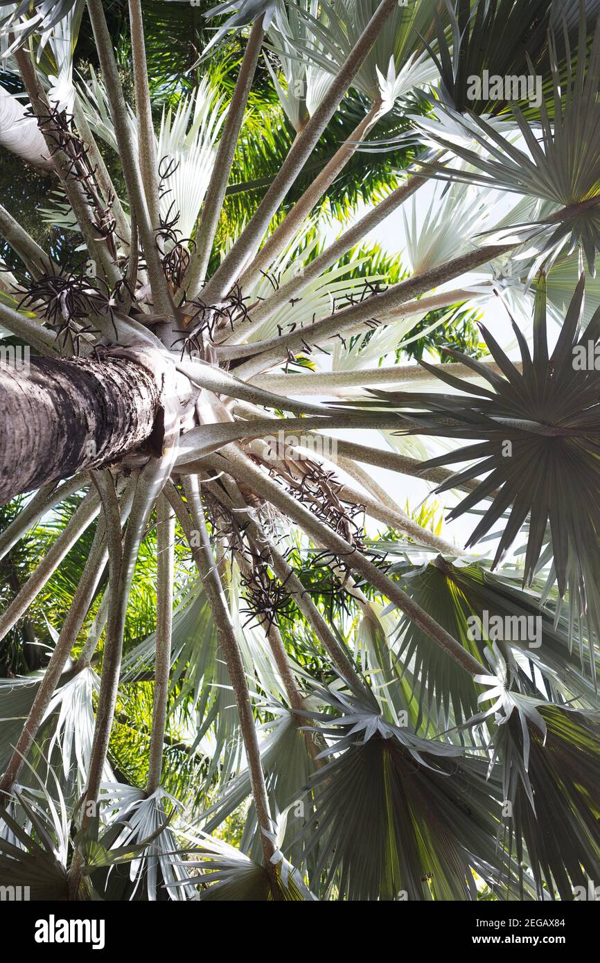 Bismarckia nobilis - bismarck palm tree Stock Photo - Alamy