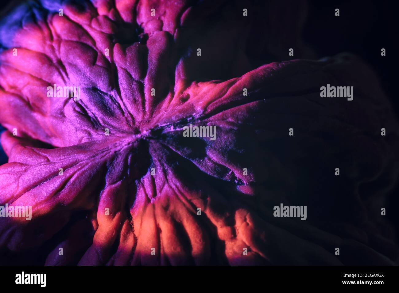 Close-up walnut shell extreme in pink light. Background texture for ...