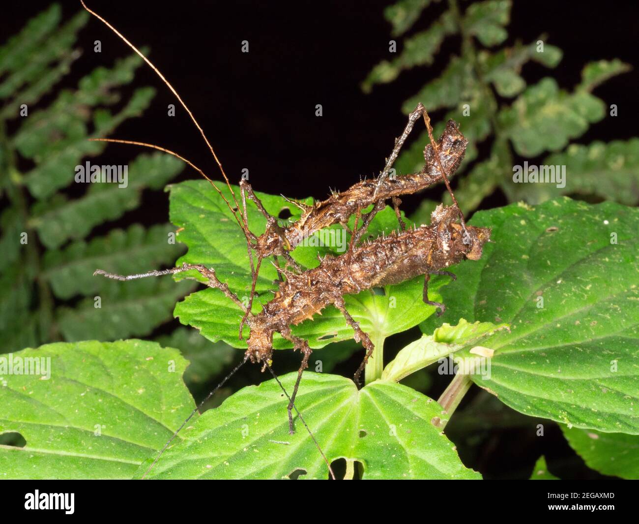 Spiny stick insects mating (phasmids) in montane rainforest at night ...