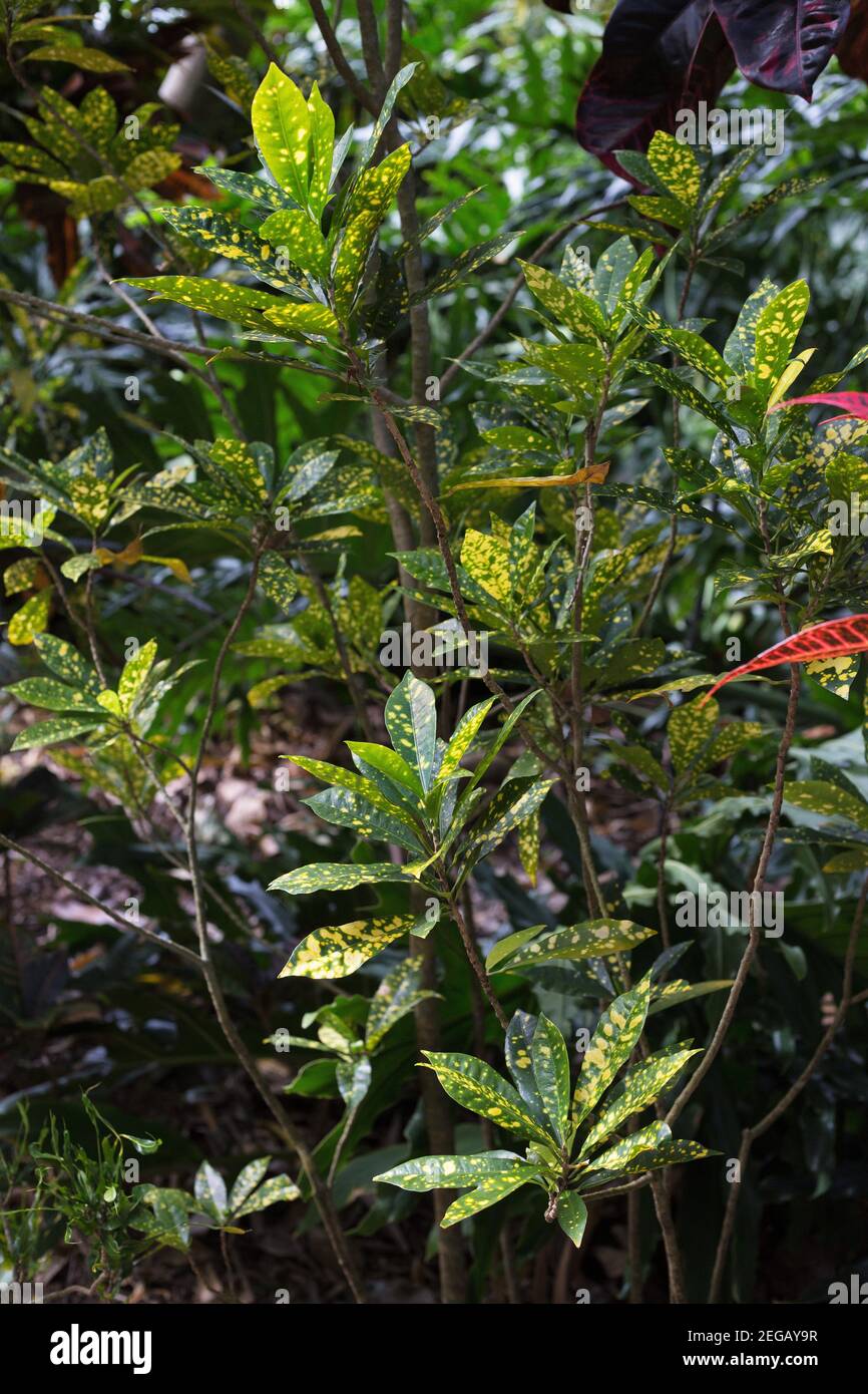 Codiaeum Variegatum - croton 'gold dust' Stock Photo - Alamy