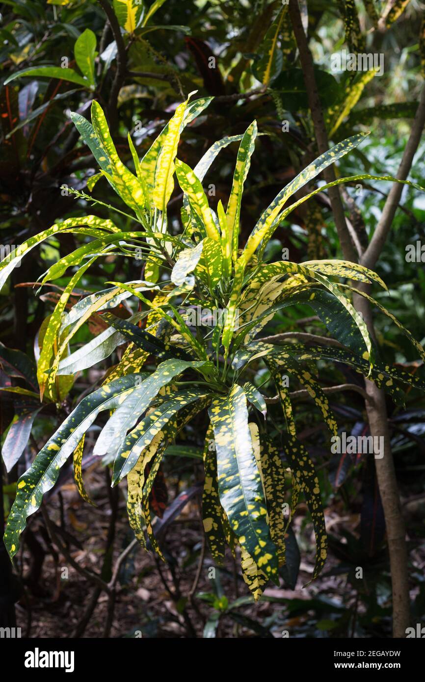 Codiaeum Variegatum - croton 'gold dust' Stock Photo - Alamy