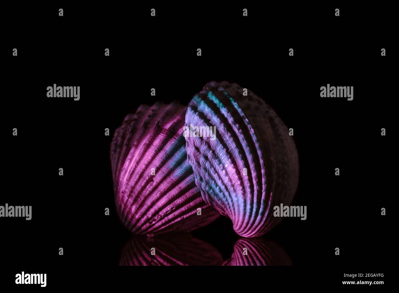 Beautiful sea old seashells in neon light. Minimalism retro style ...