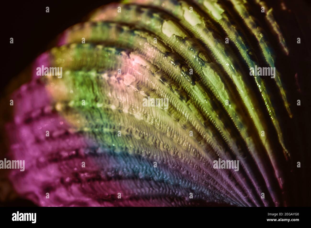 Close up Beautiful sea old seashells in neon light. Minimalism retro ...