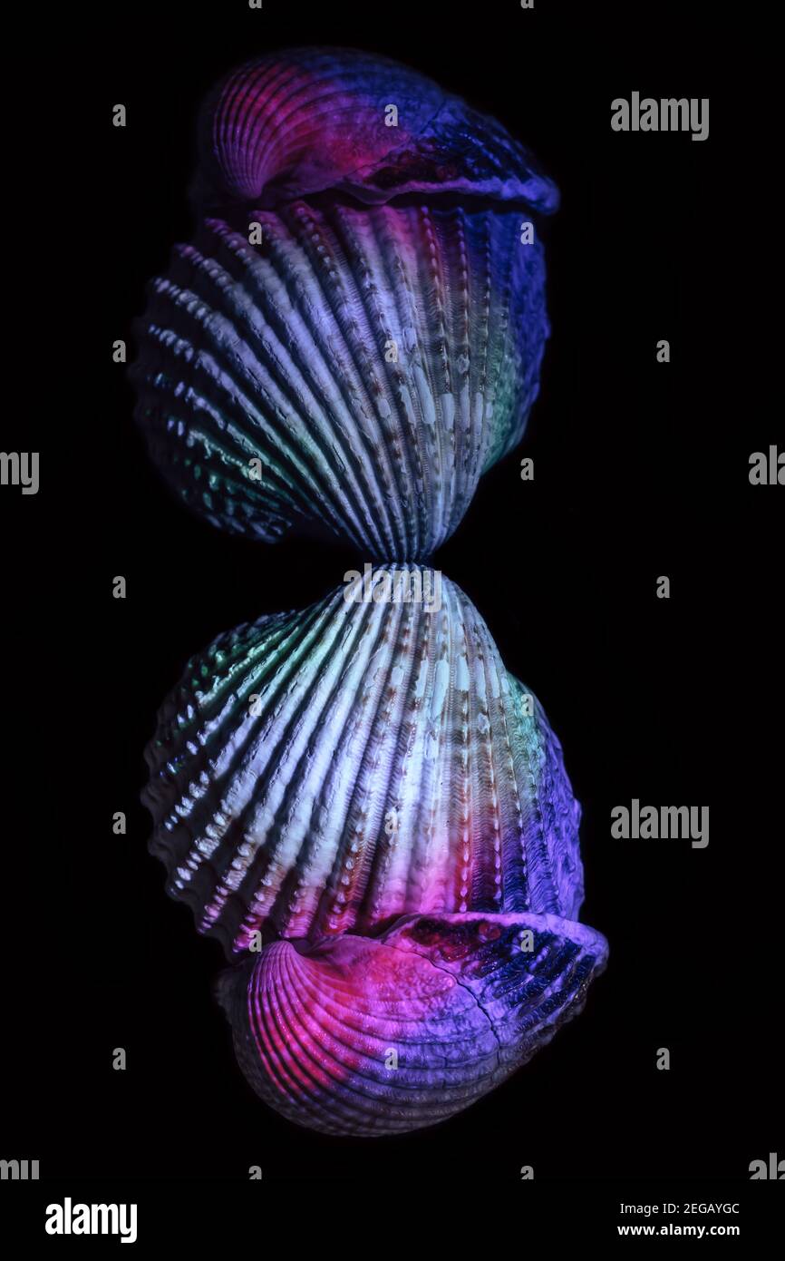 Beautiful sea old seashells in neon light. Minimalism retro style ...