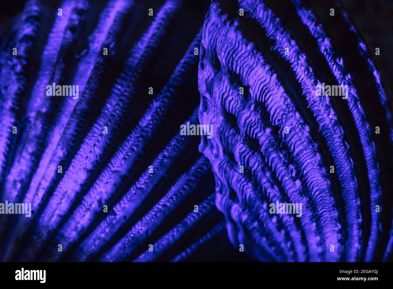 Close up Beautiful sea old seashells in neon light. Minimalism retro ...