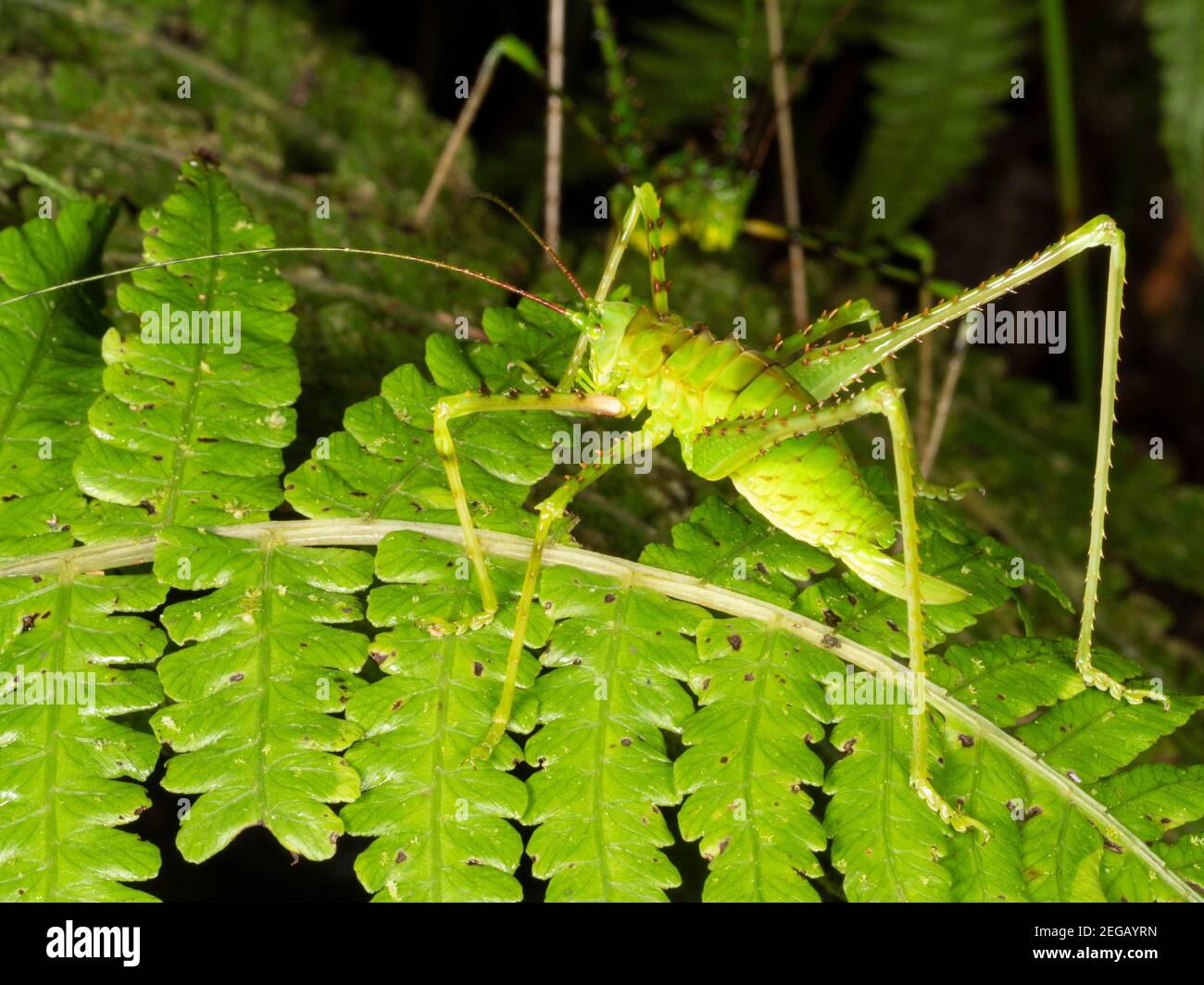 Cosanga ecuador hi-res stock photography and images - Alamy