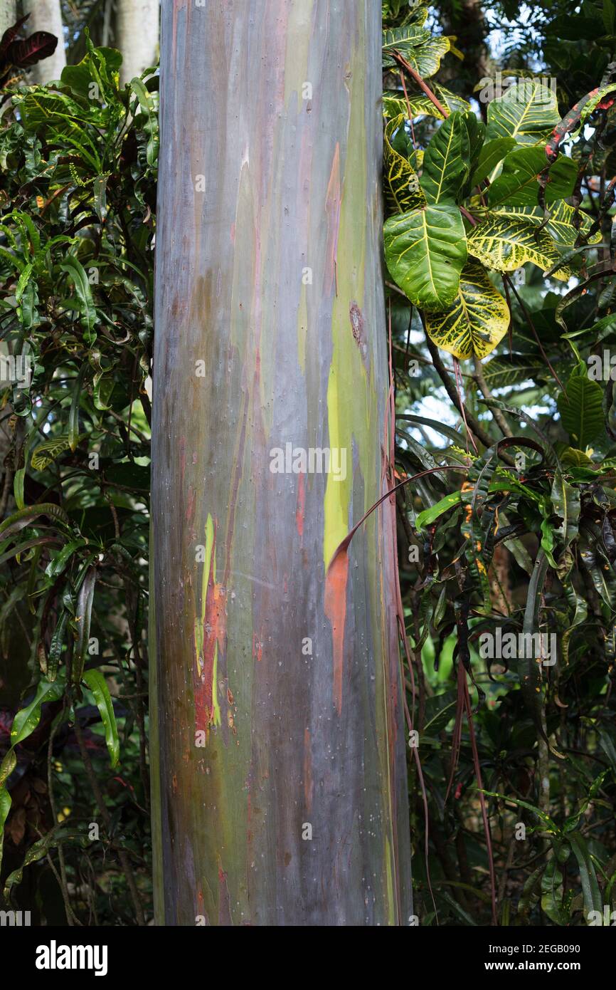 Deglupta hi-res stock photography and images - Alamy