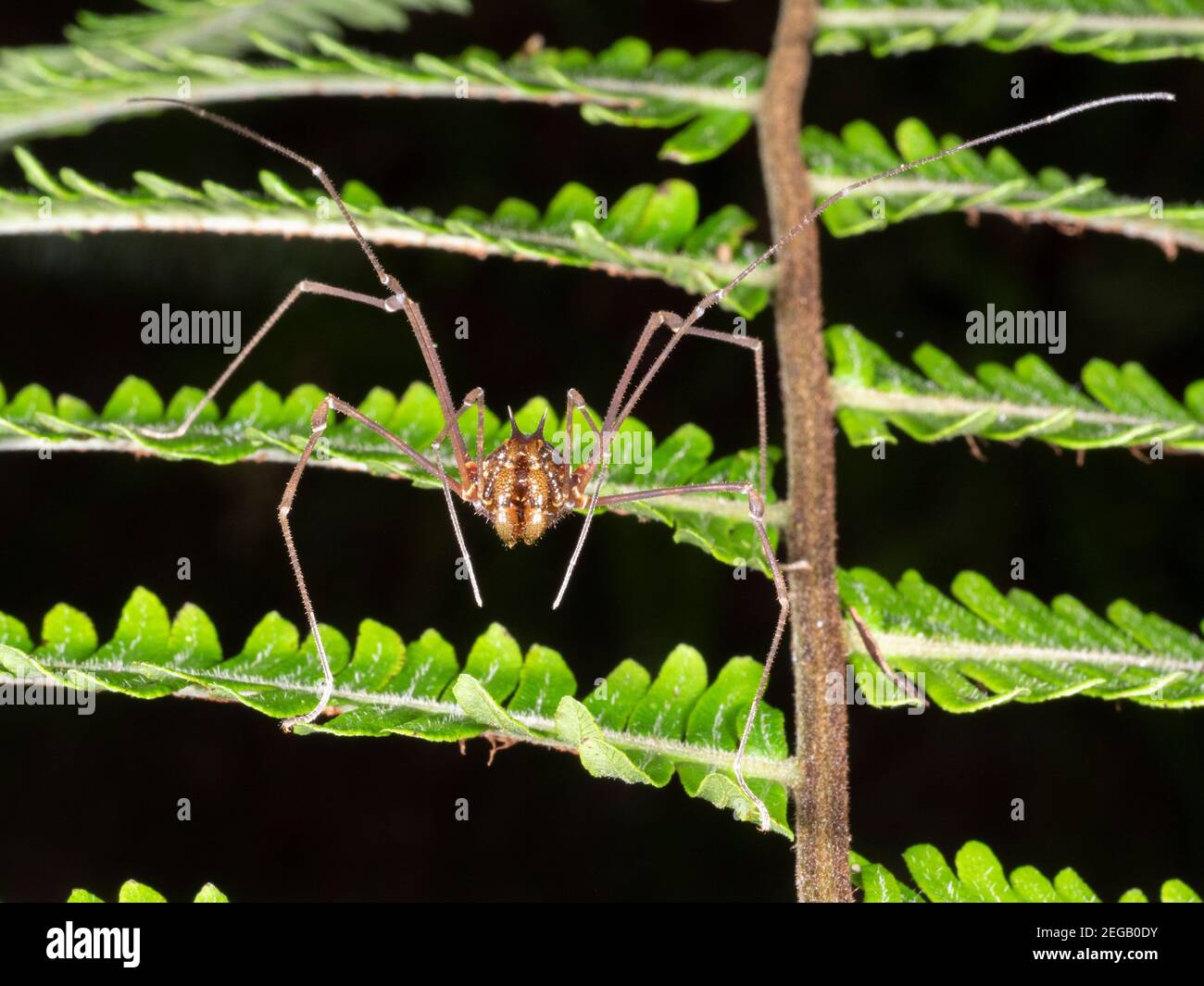 Cranaid Harvestman in montane rainforest at night near Cosanga, Ecuador ...