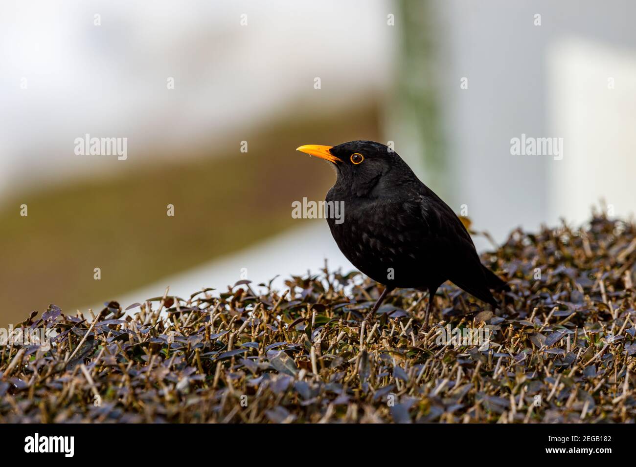 A portrait of a wild blackbird Stock Photo - Alamy