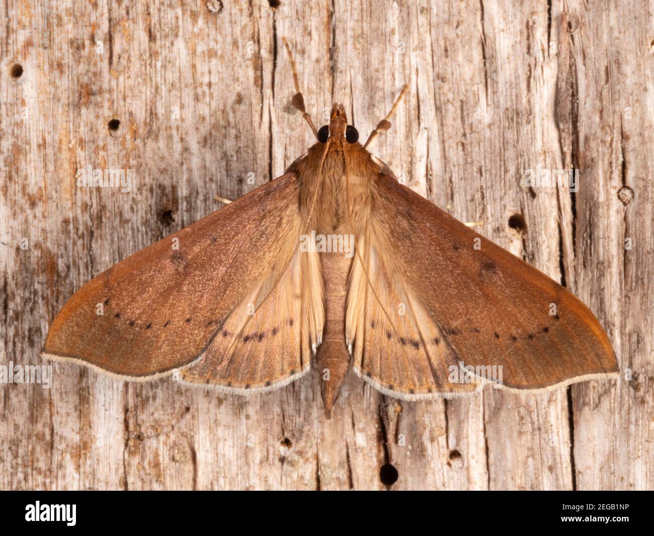 Tropical moth in montane rainforest near Cosanga on the Amazonian ...