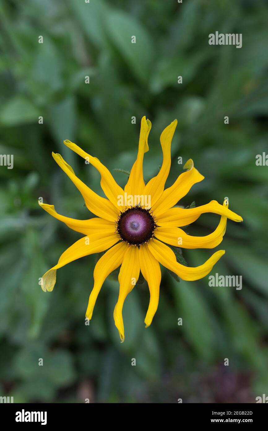 Yellow eyeball hi-res stock photography and images - Alamy