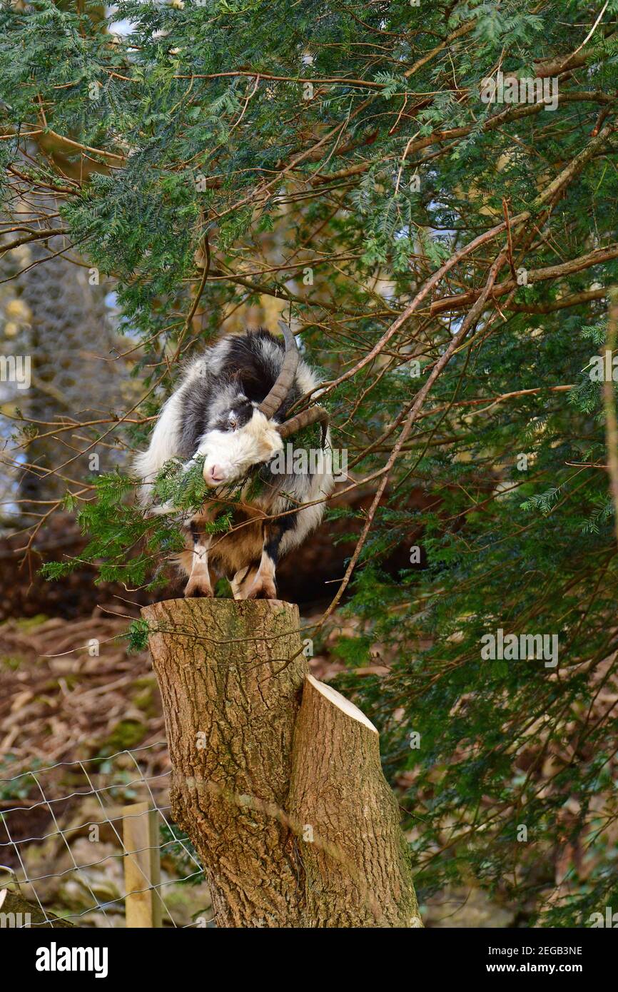 Feral goat predators hi-res stock photography and images - Alamy
