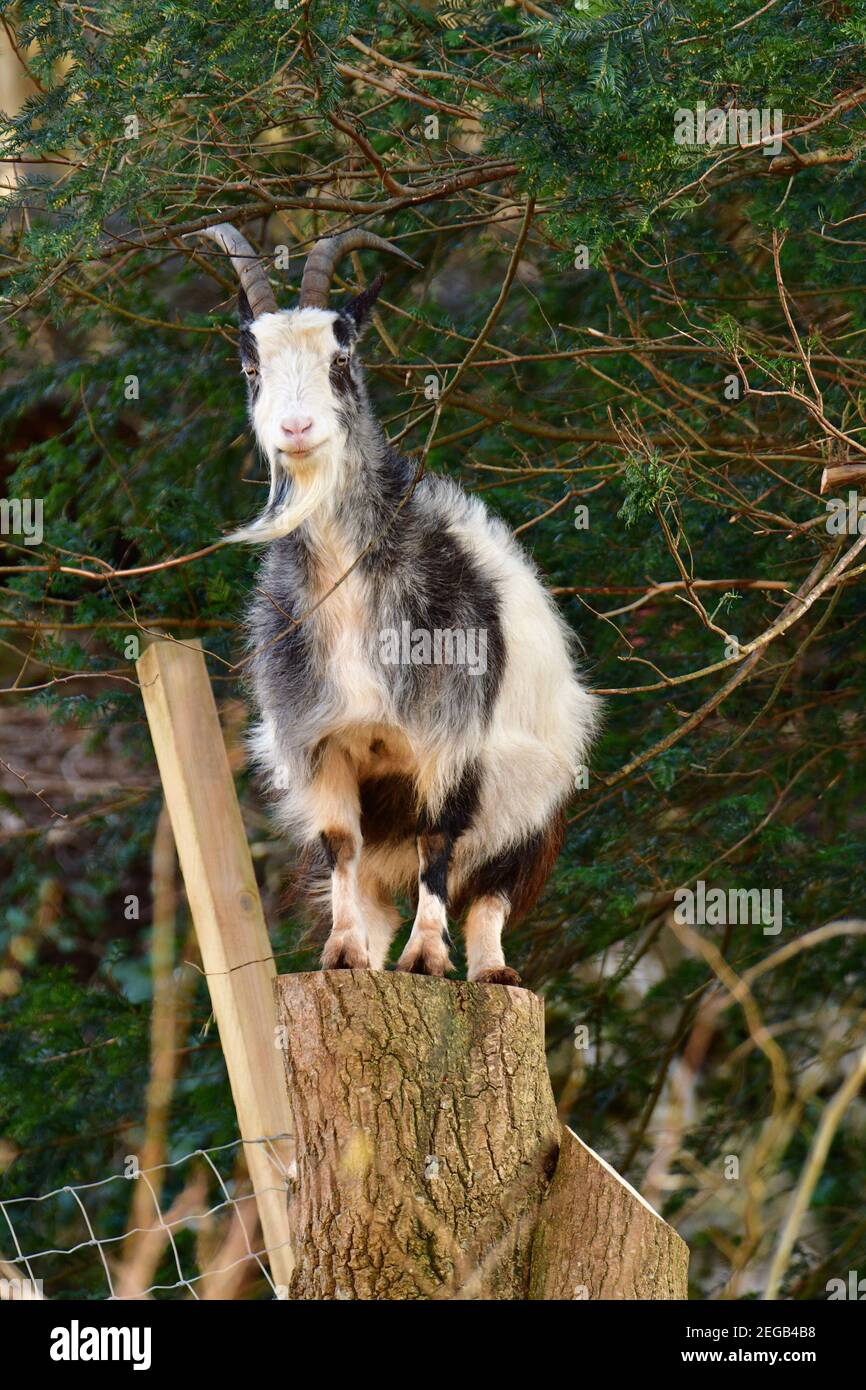 Goat eating tree uk hi-res stock photography and images - Alamy