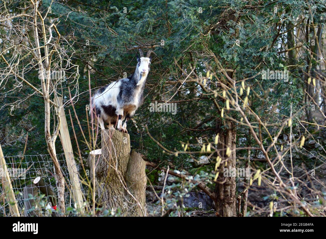 Goat eating tree uk hi-res stock photography and images - Alamy