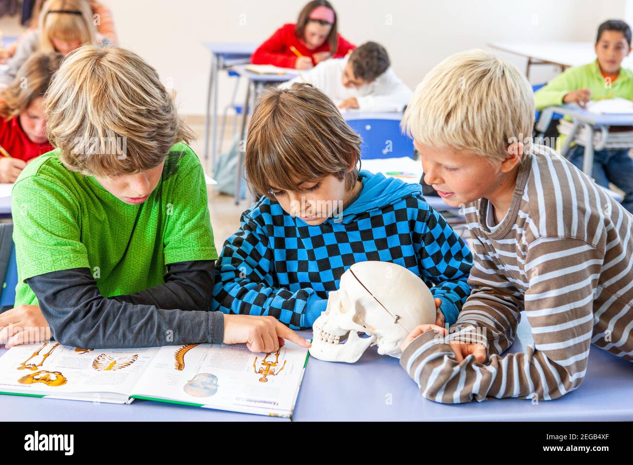 Children studying anatomy in a school classroom Stock Photo - Alamy