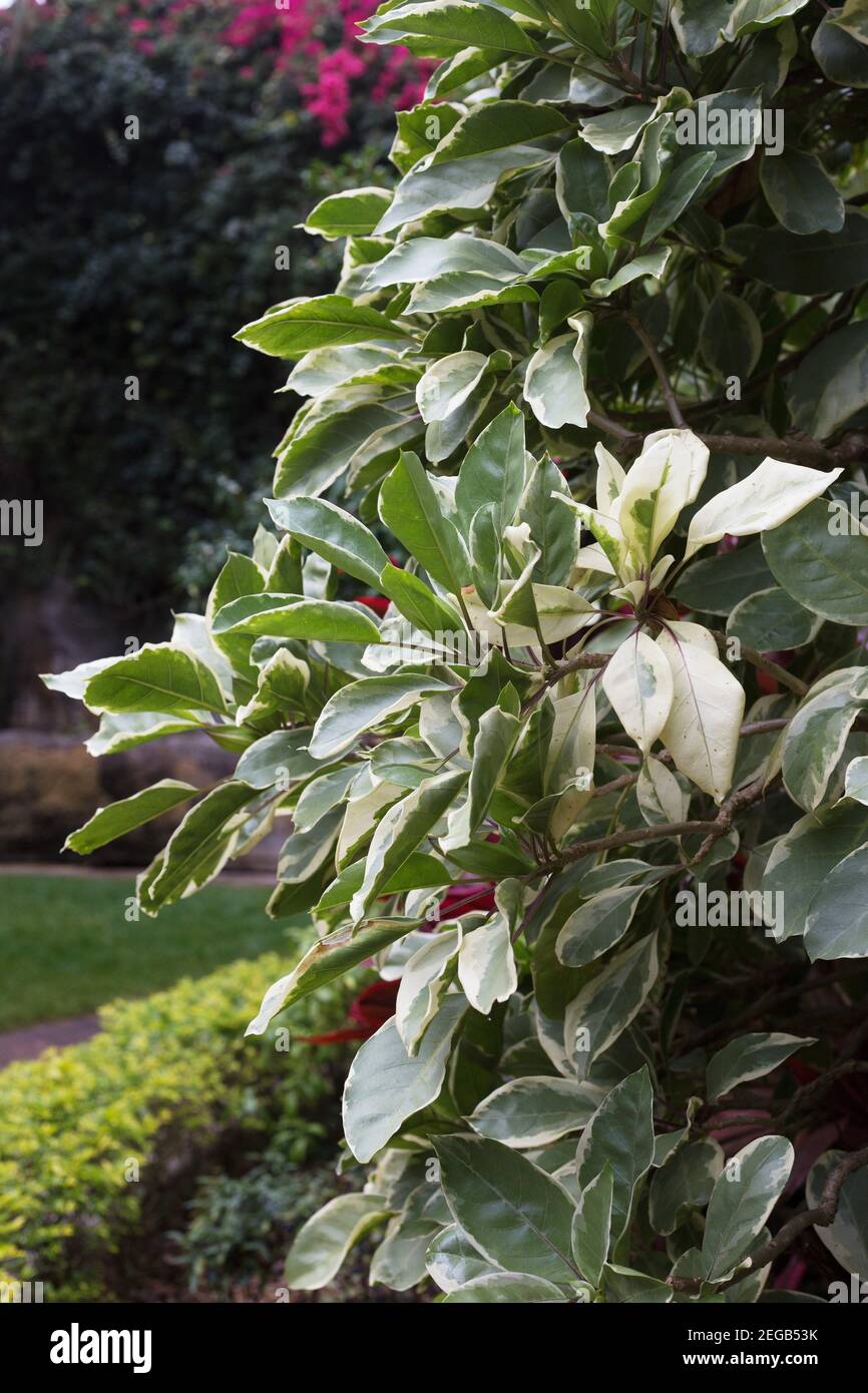 Solandra maxima cup gold vine hi-res stock photography and images - Alamy