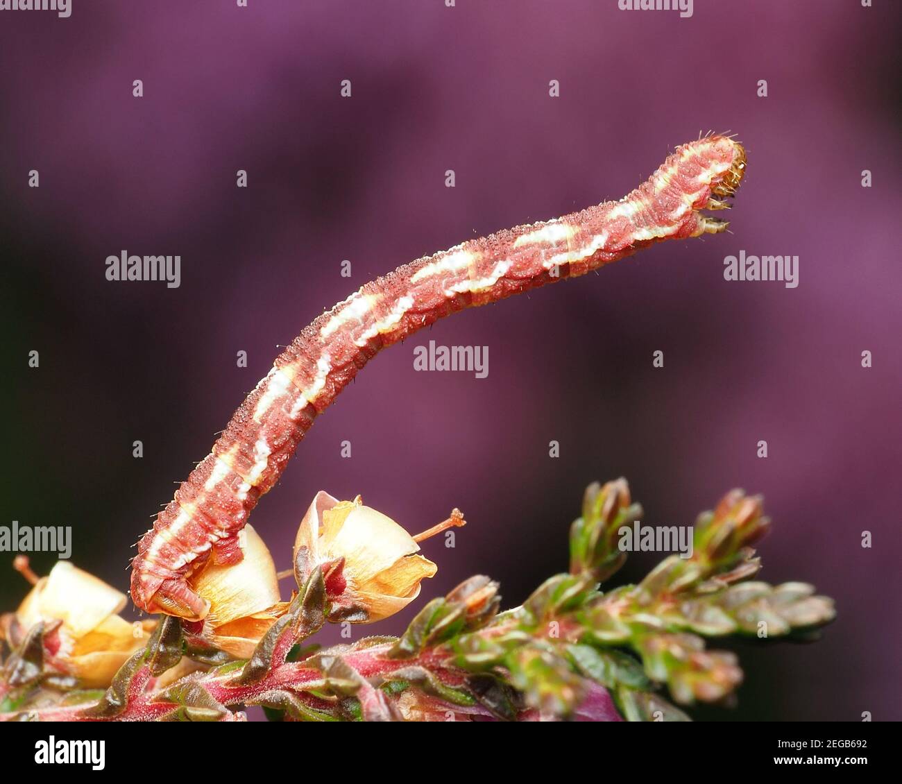 Narrow Winged Pug Moth Caterpillar High Resolution Stock Photography ...