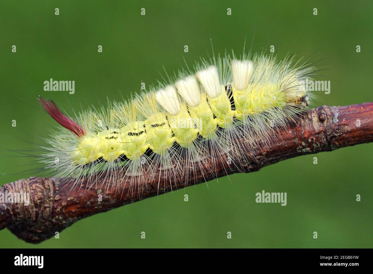 Pale Tussock moth caterpillar (Calliteara pudibunda) crawling on twig ...