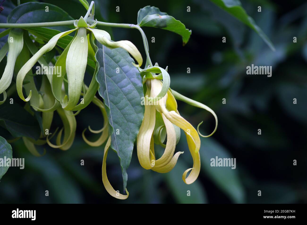 Cananga odorata hi-res stock photography and images - Alamy