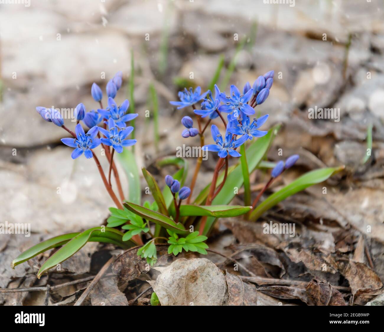 blue snowdrop, bush of spring primroses in the forest on a warm day ...
