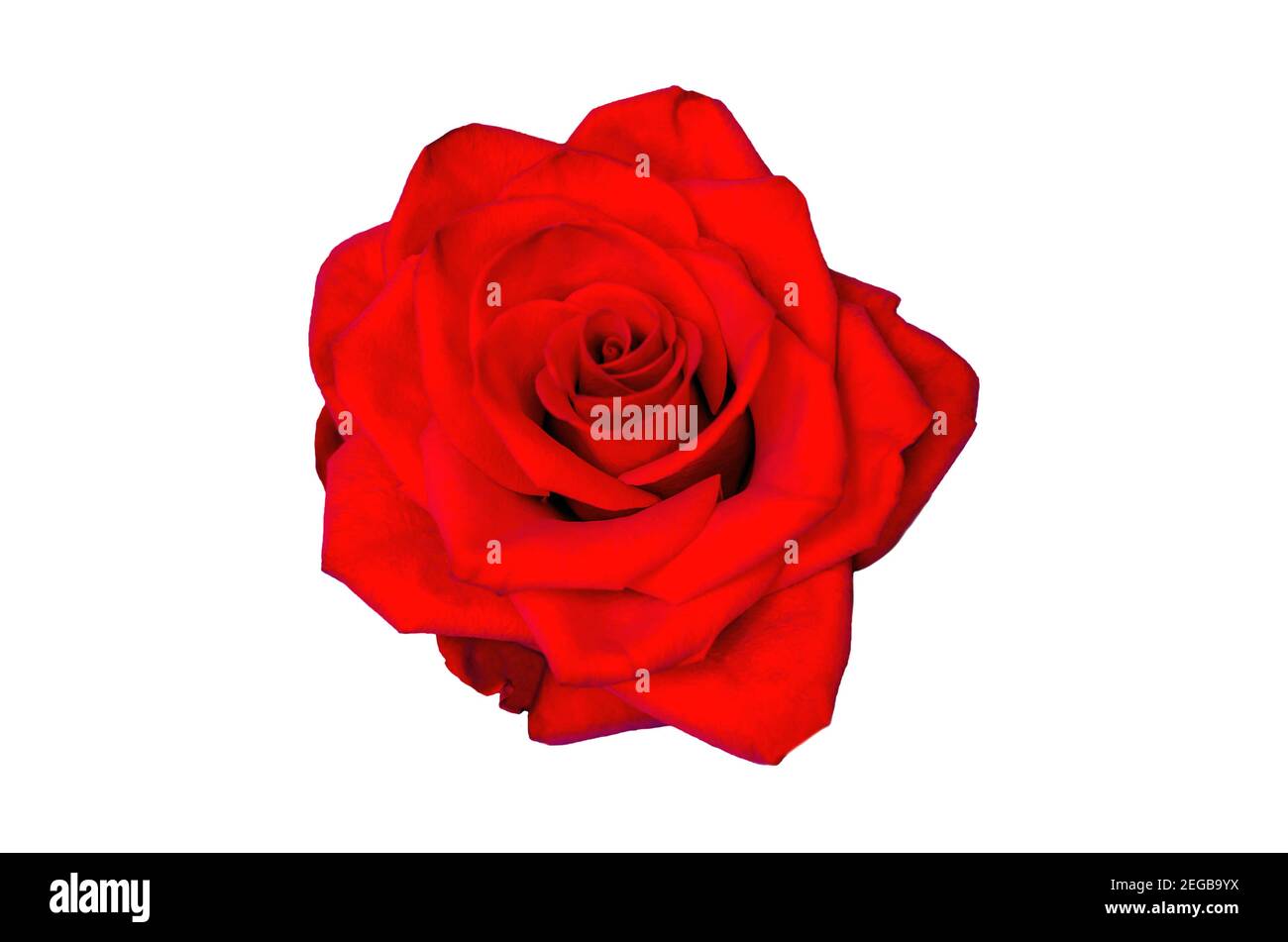 Single red rose cut out bud hi-res stock photography and images - Alamy