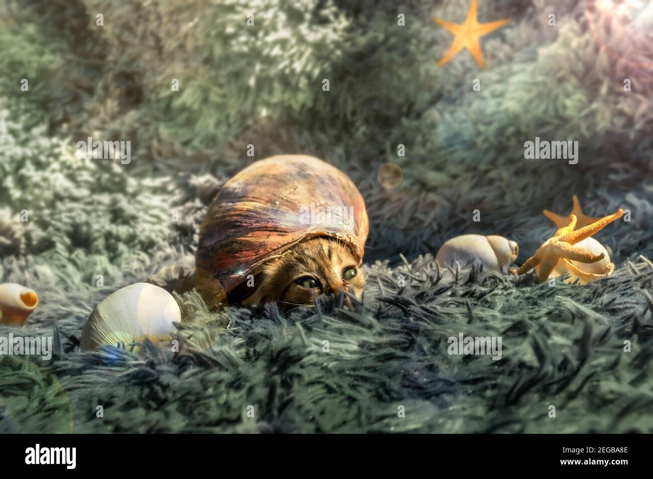 Funny cat inside a sea snail with starfish in the background Stock ...