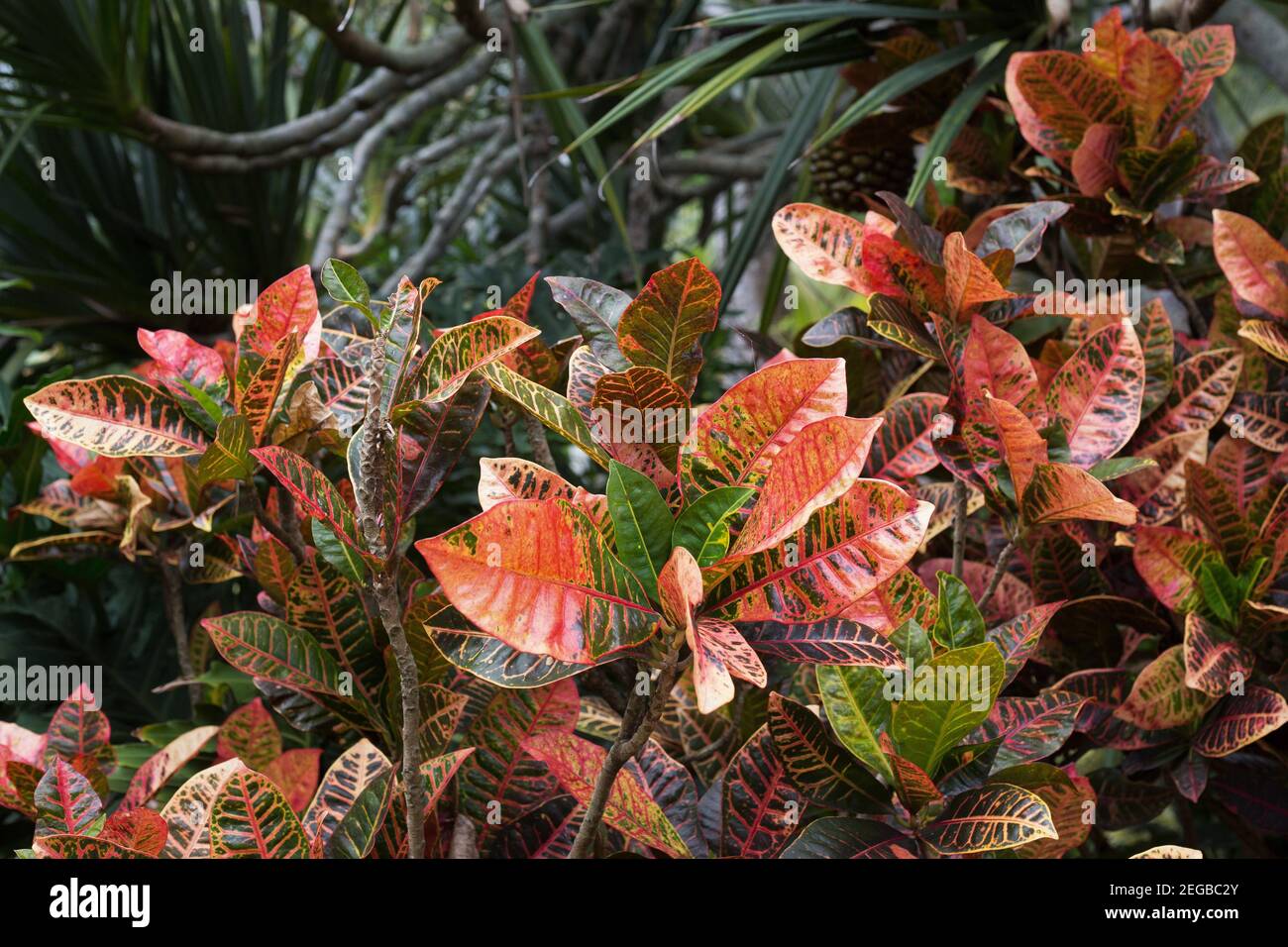 Codiaeum variegatum hybrid Stock Photo - Alamy